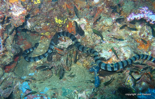 Of Sea Snakes, Sting Rays, and Barracudas - Extreme Sea Kayaking Adventures